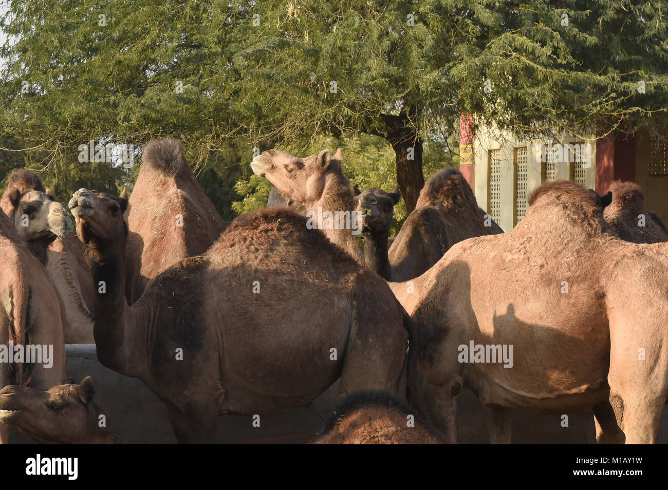Camels at the Camel Breeding Farm in Bikaner, Rajasthan, India Stock ...