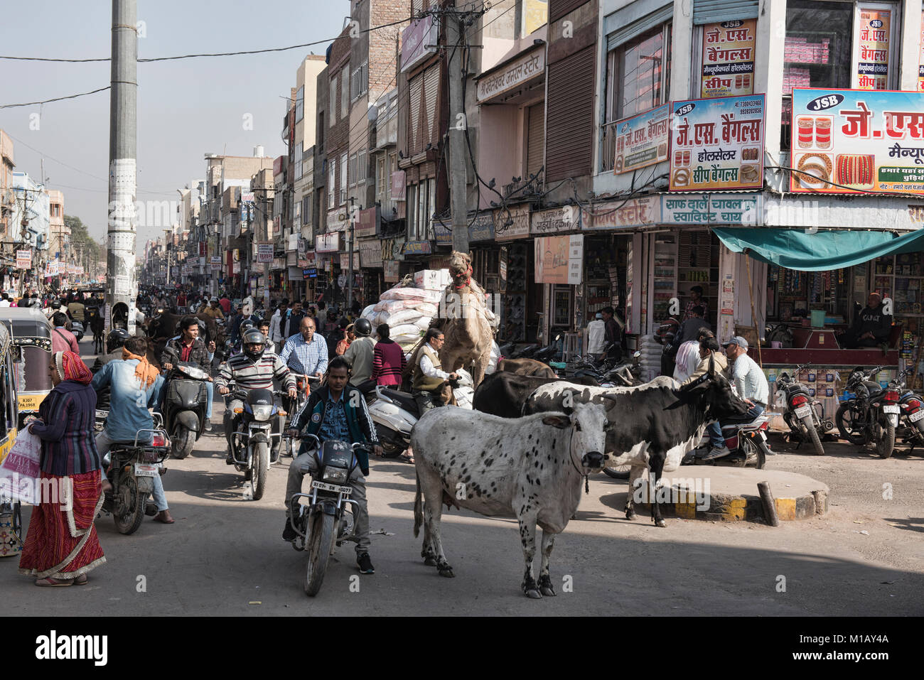 Typical chaotic street scene, Bikaner, Rajasthan, India Stock Photo - Alamy