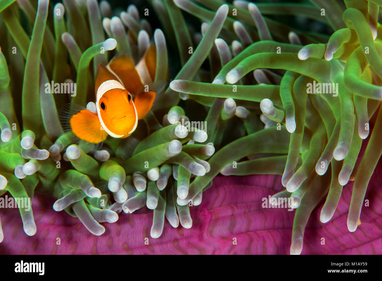 Clownfish In Anemone Finding Nemo
