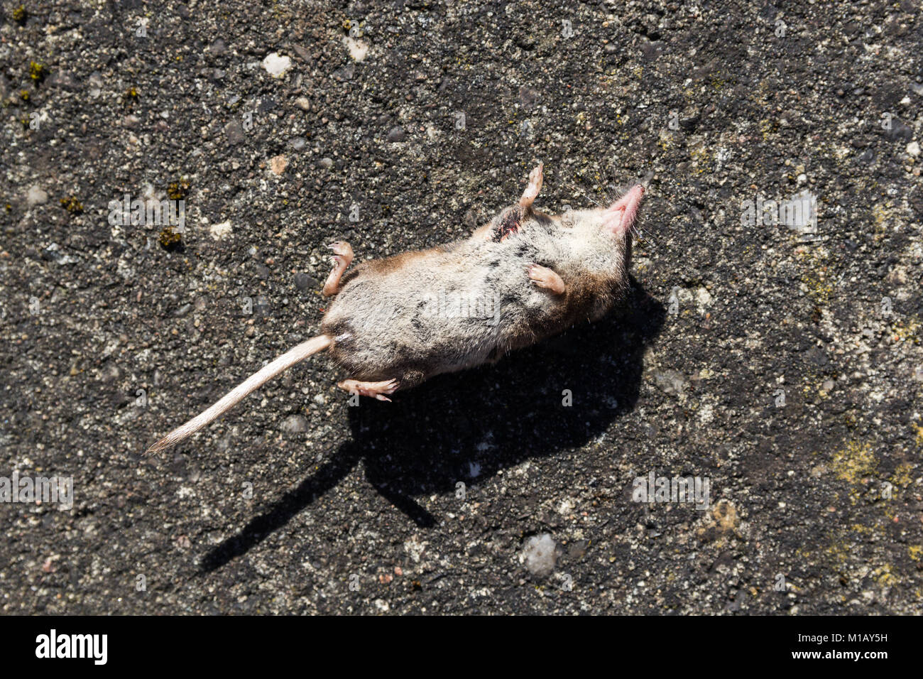 Dead shrew lying on its back Stock Photo - Alamy