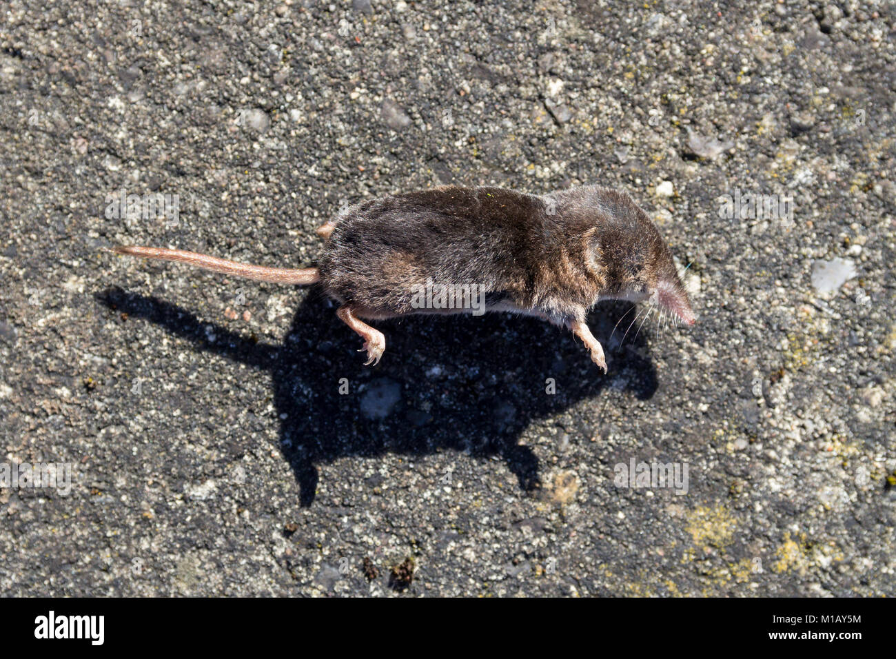 Shrew mouse hi-res stock photography and images - Alamy