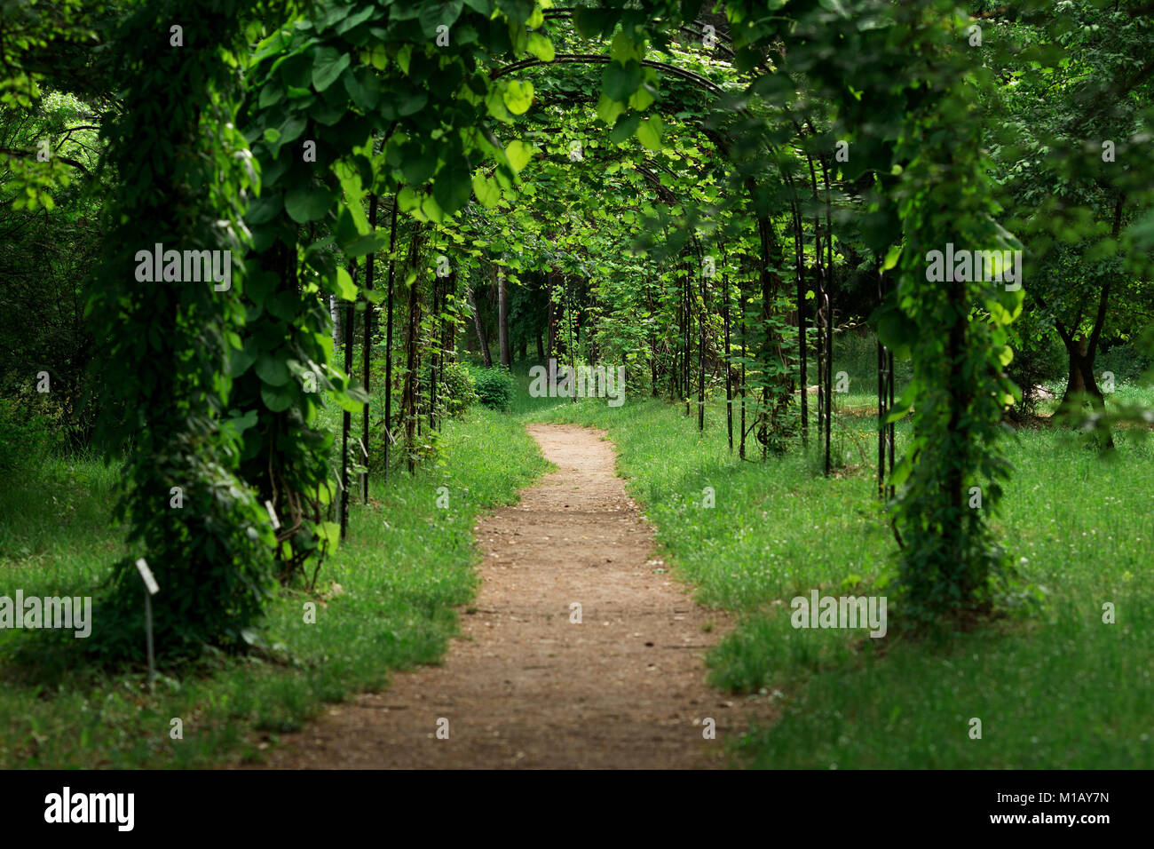 arch into a park in summer. green vine arch path Stock Photo - Alamy