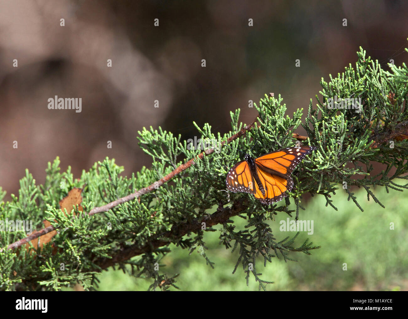 Monarch Butterfly in a pine tree. The monarch butterfly may be the most ...