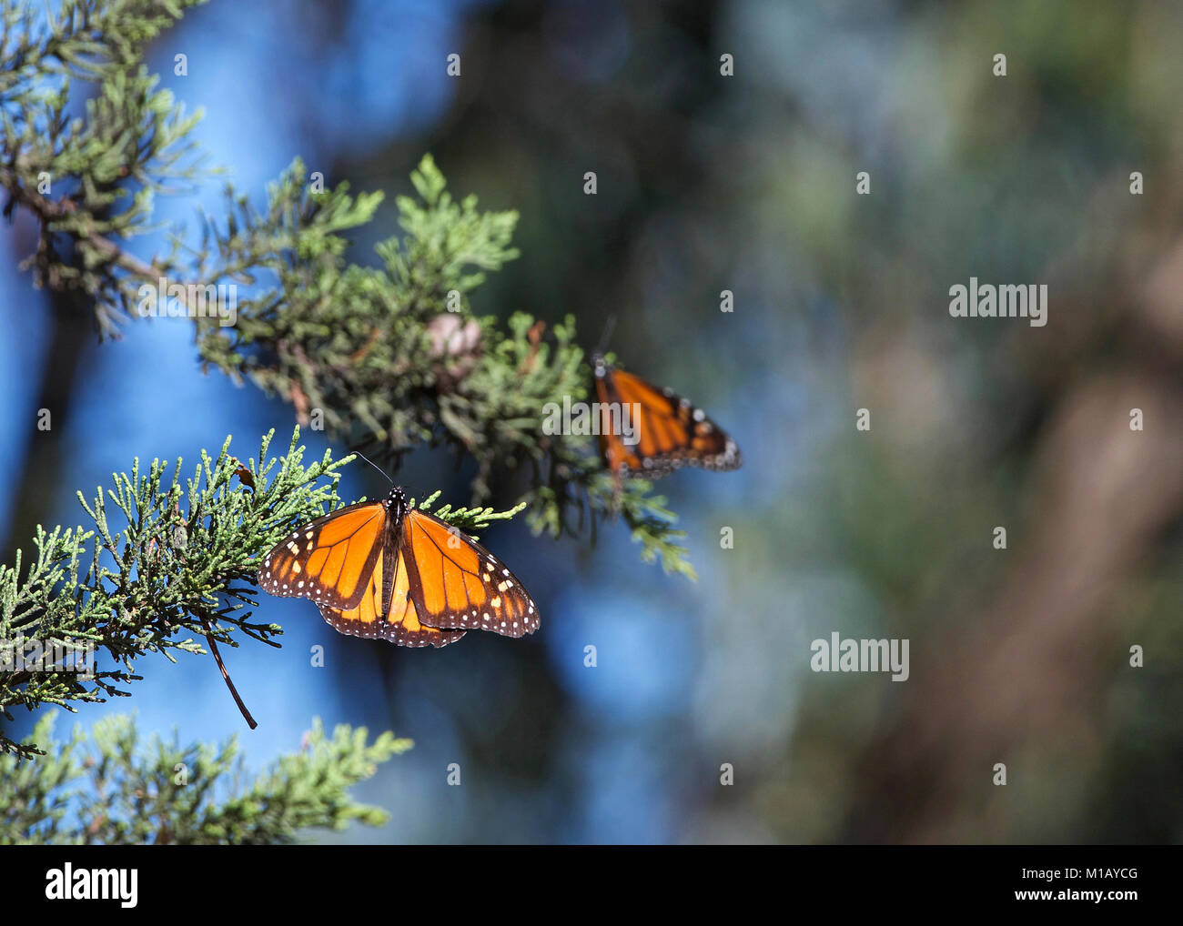 Two Monarch Butterflies in a pine tree. The monarch butterfly may be ...