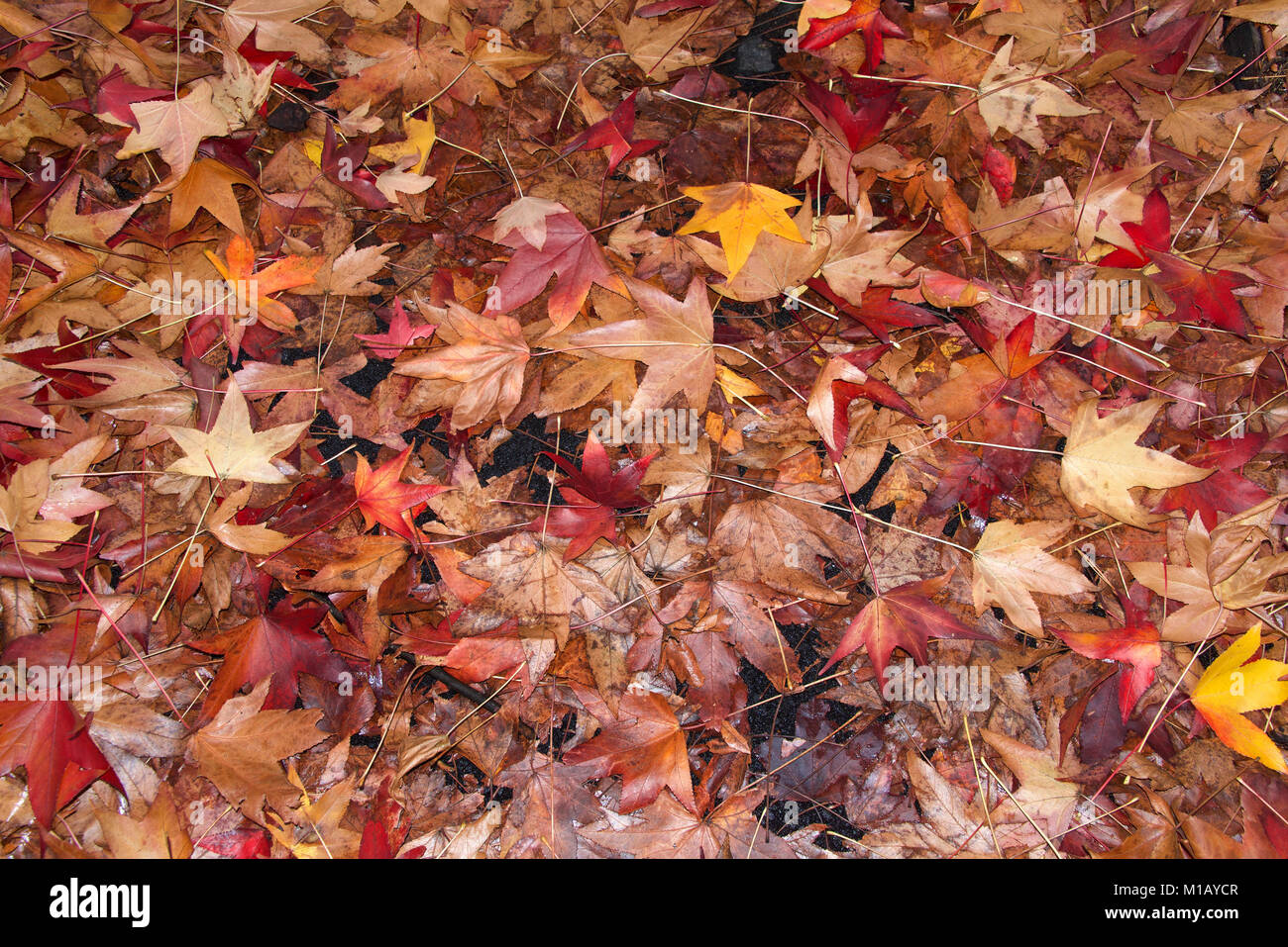 Wet and messy hi-res stock photography and images - Alamy