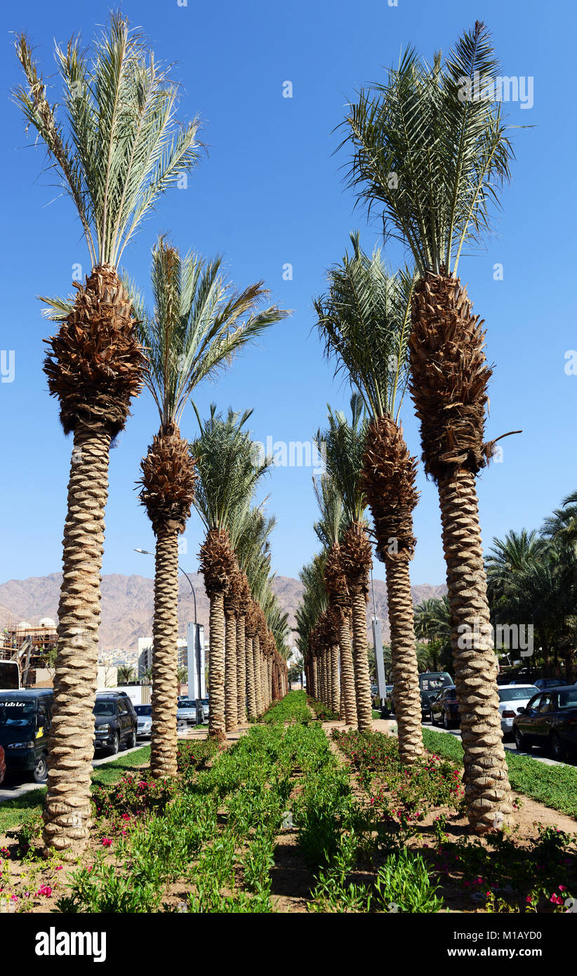 Beautiful gardens decorating the city of Aqaba, Jordan Stock Photo - Alamy