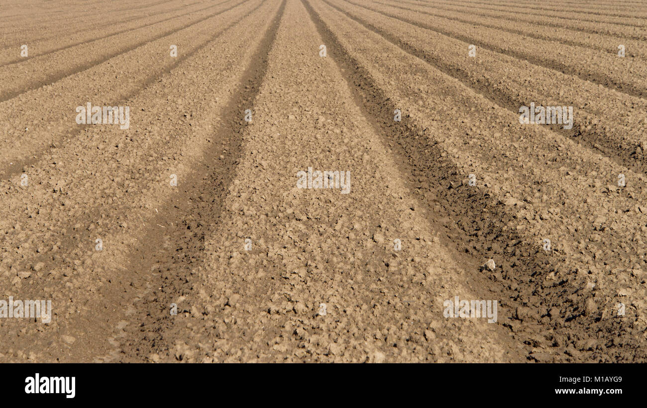 Farm land, rows recently plowed and shaped for planting. Raised beds ...