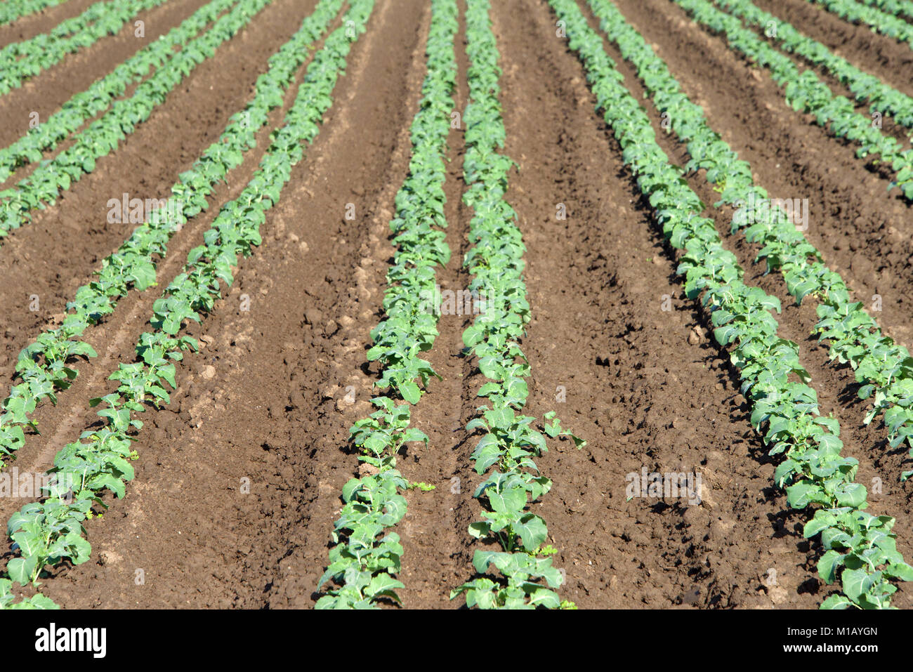 Farm land with vegetables growing in rows. Raised bed gardening, has ...