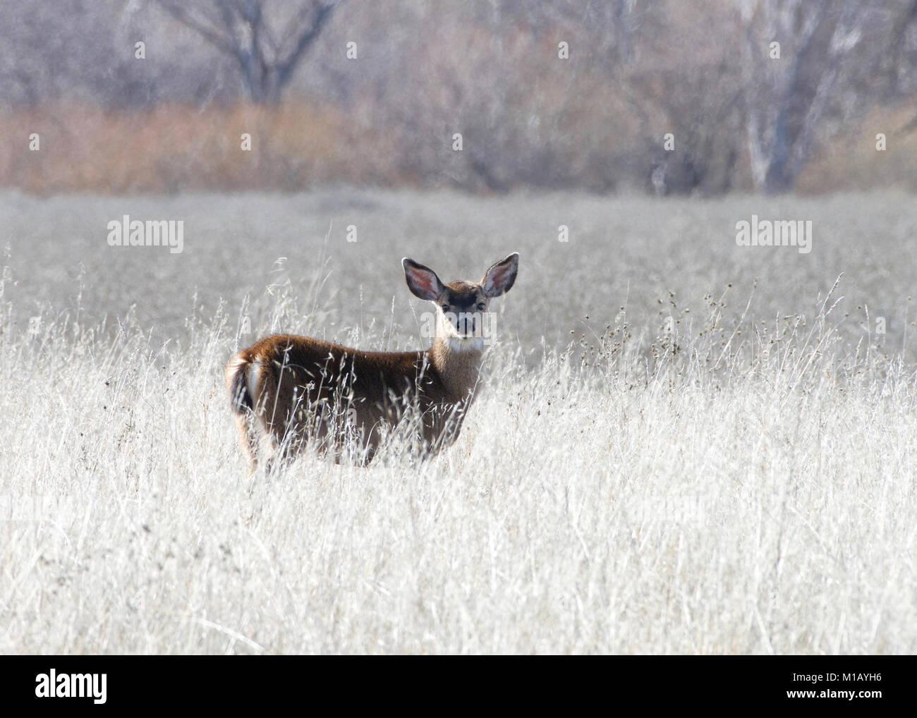 Young deer standing alone in a drought parched field in Northern ...