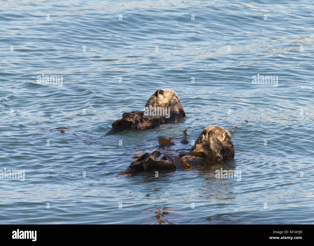 California Sea Otters grooming and playing in shallow ocean waters ...