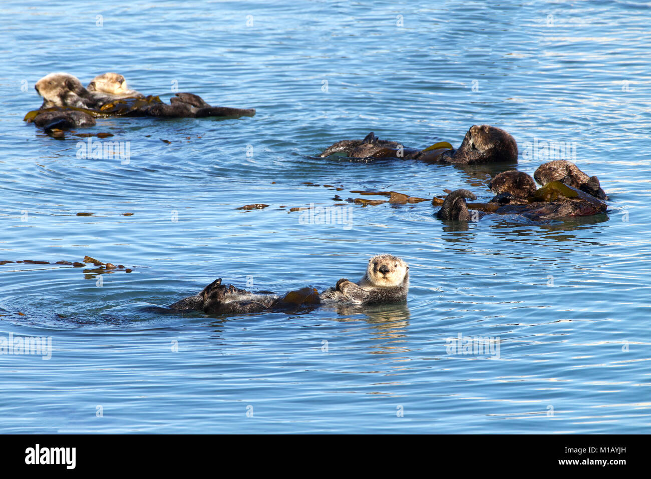 Sea otter california grooming hi-res stock photography and images - Alamy