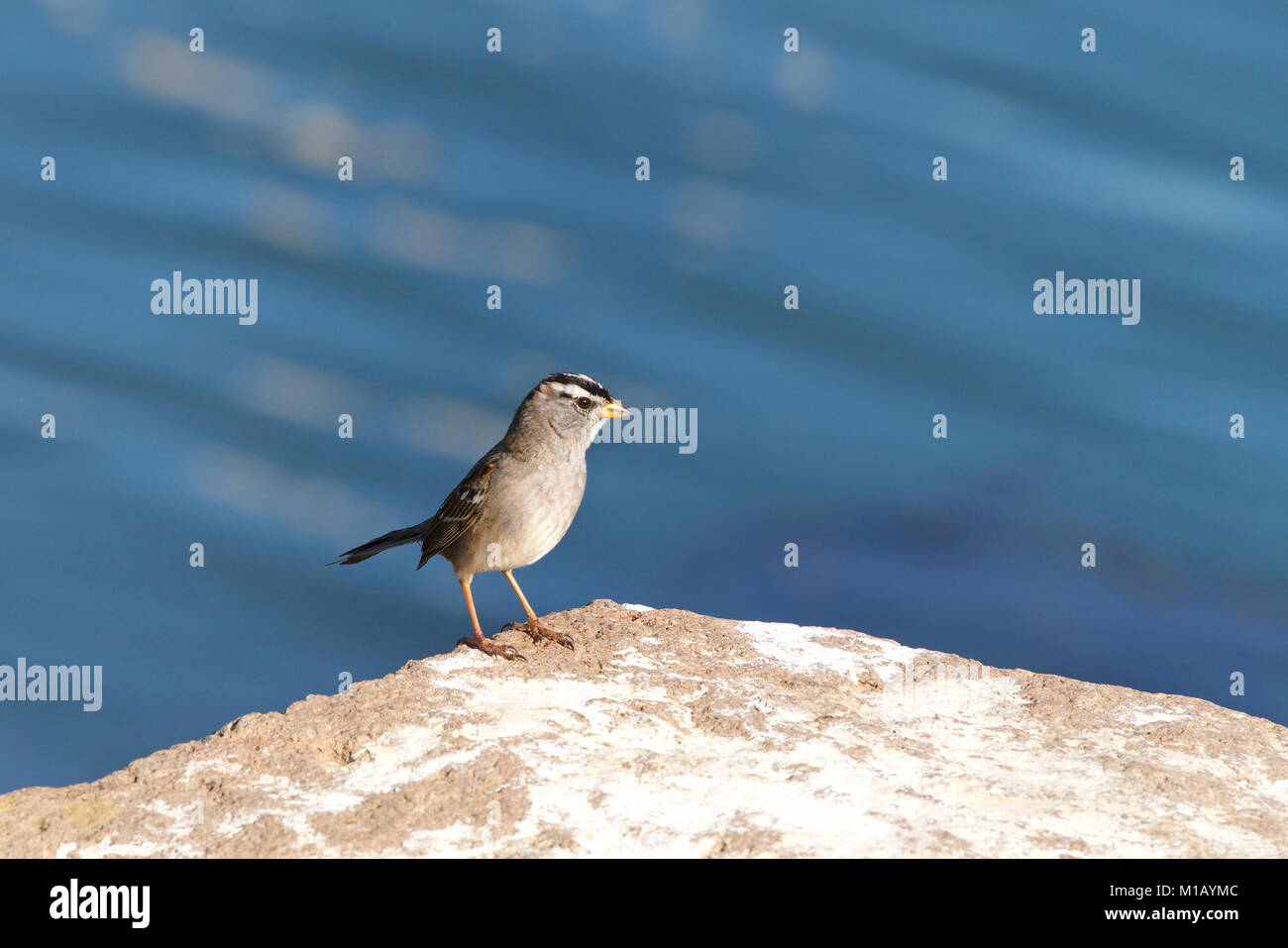 Sparrow standing on a rock, water in background. A small passerine ...