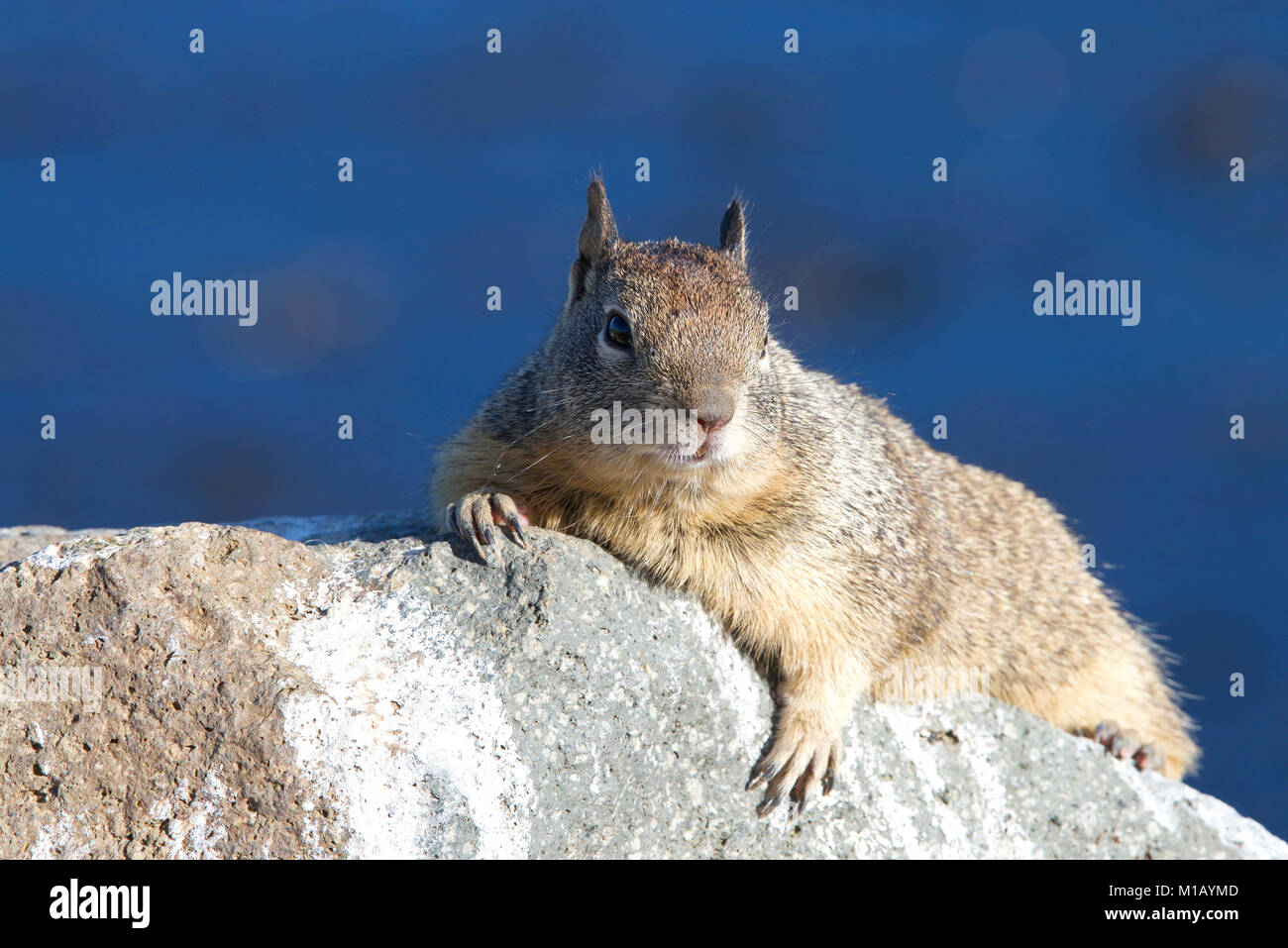 Ground squirrel laying on a rock, paws holding rock, looking at viewer ...