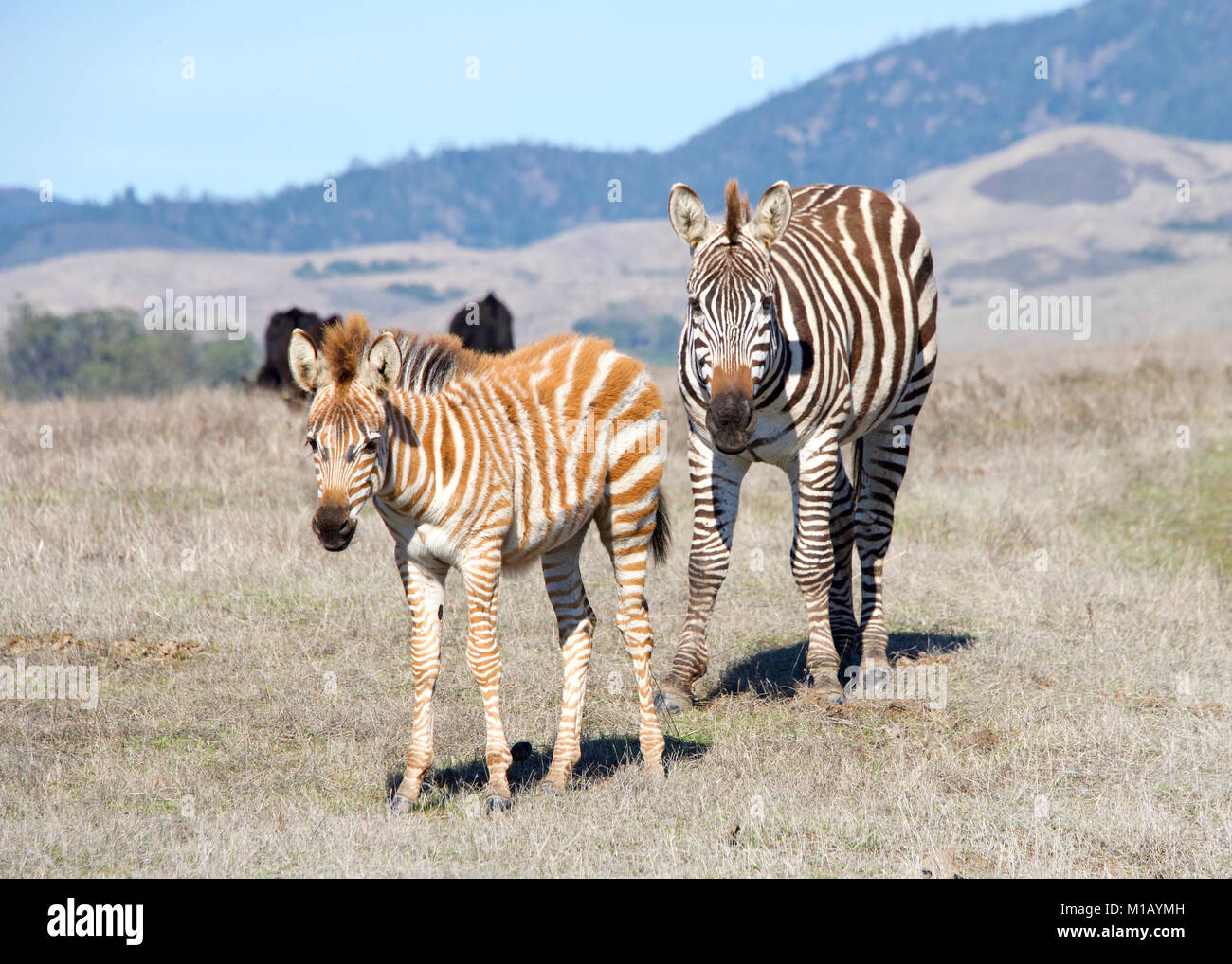 Small harems hi-res stock photography and images - Alamy