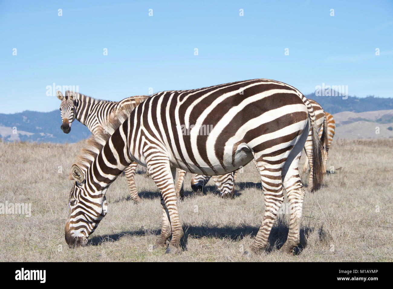 zebras, adults and baby walking eating in drought parched wilderness ...