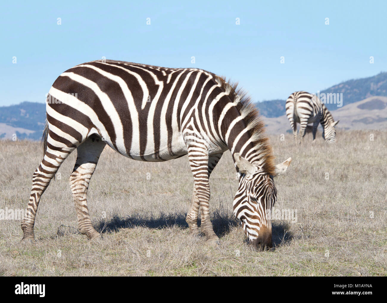 zebras, adults and baby walking eating in drought parched wilderness ...