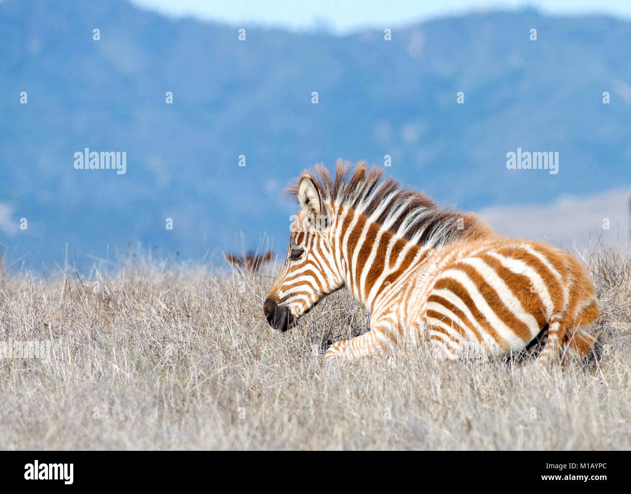 Baby zebra laying in drought parched field of grass, resting. Zebras ...