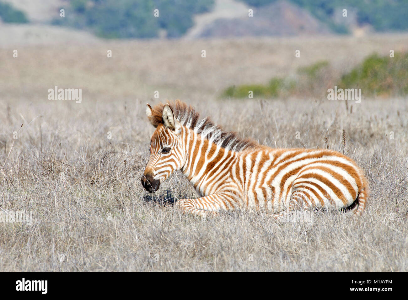 Baby zebra laying in drought parched field of grass, resting. Zebras ...