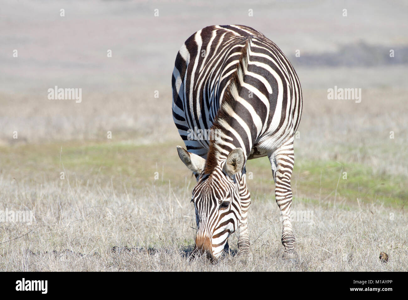 zebra grazing eating in drought parched wilderness. Zebras are ...