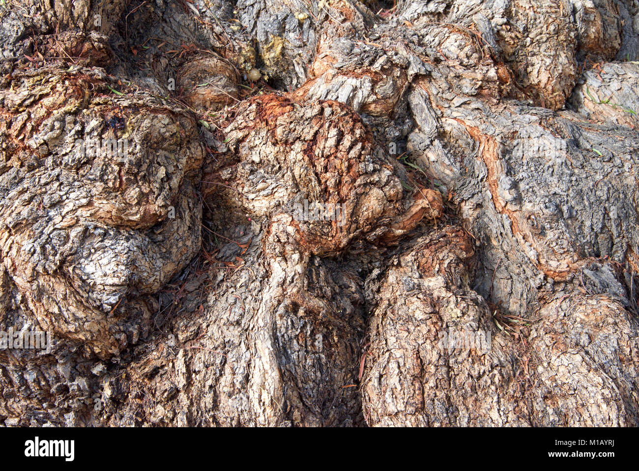 Close up texture of pepper tree, Schinus molle is a quick growing ...