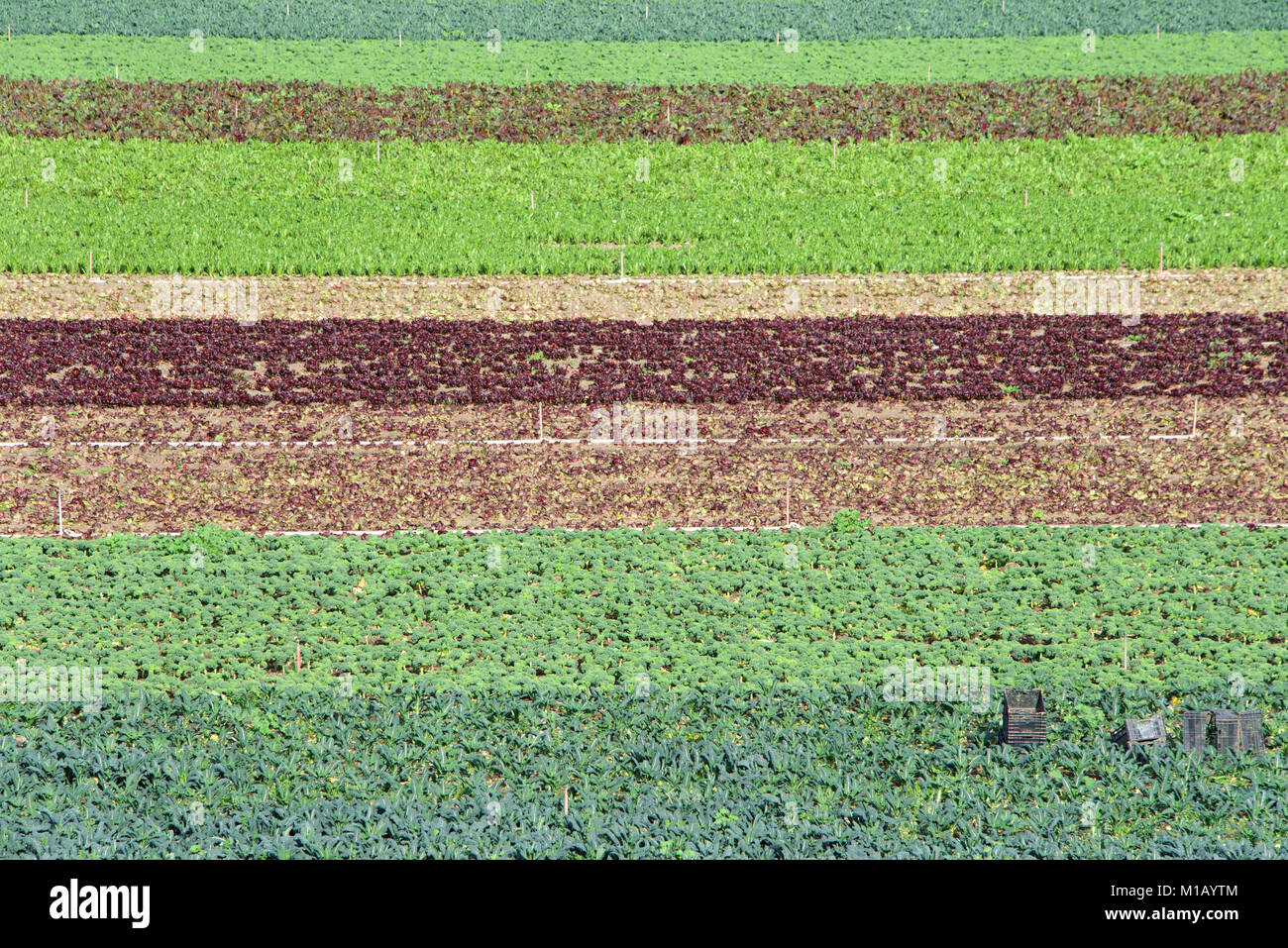 Raised plots hi-res stock photography and images - Alamy