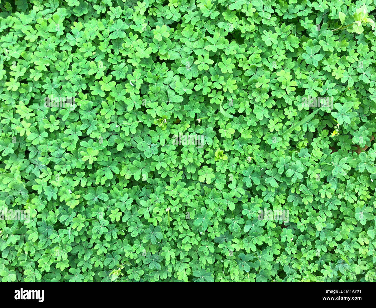 Clover background. A shamrock is a young sprig of clover, used as a ...