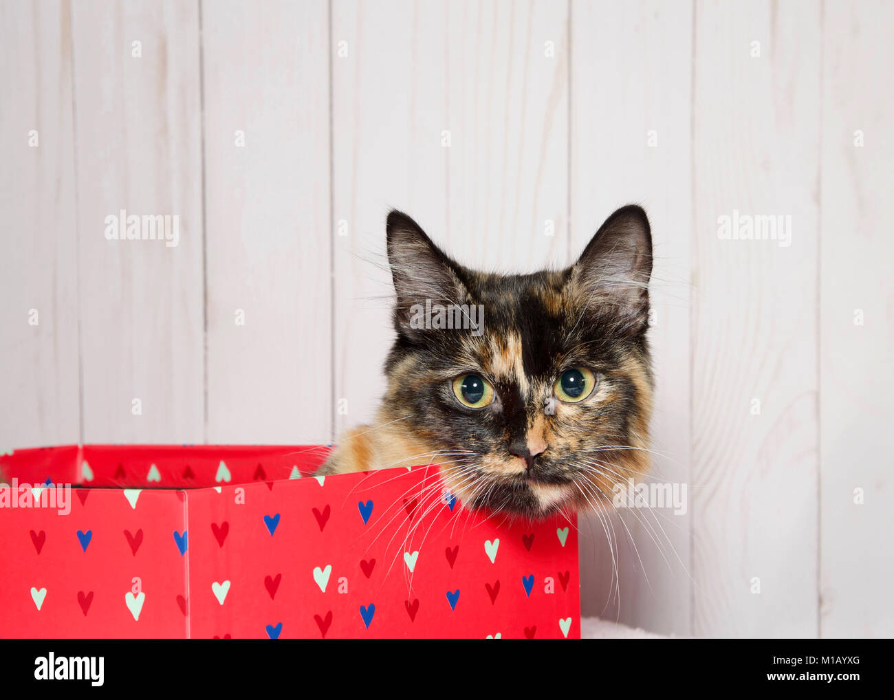 Light Tortoiseshell Kitten