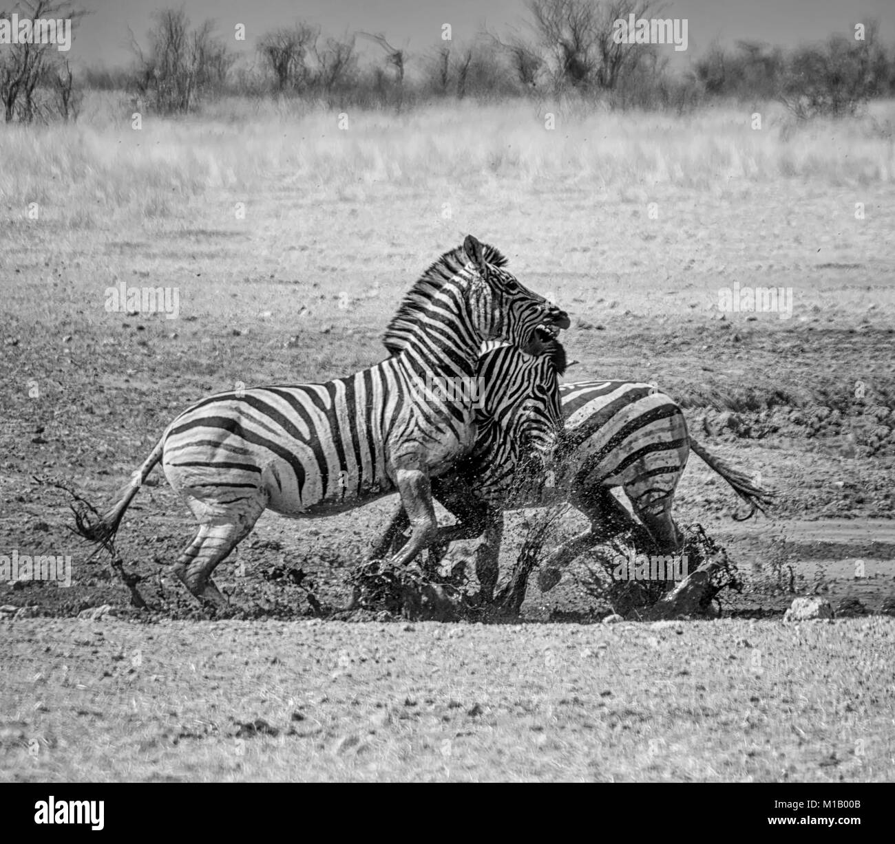 Zebra stallions fighting in the Namibian savanna Stock Photo - Alamy