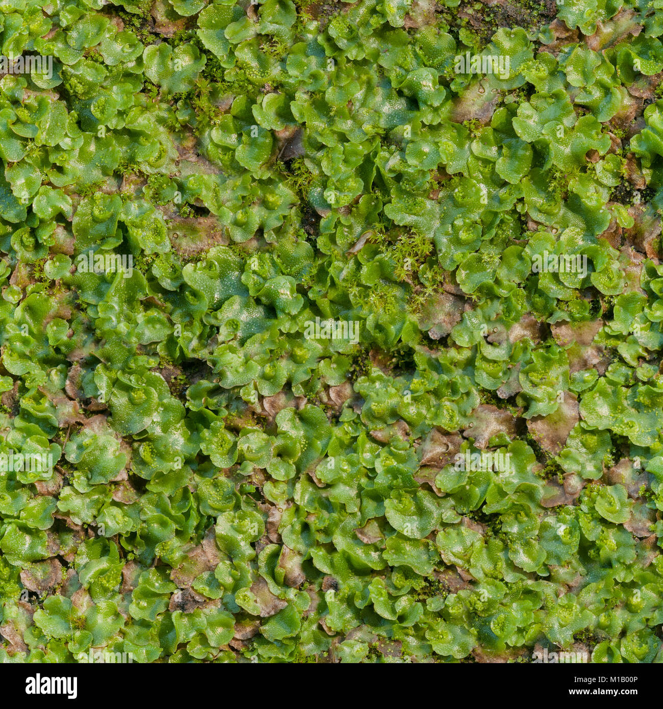 Seamless grass texture hi-res stock photography and images - Alamy