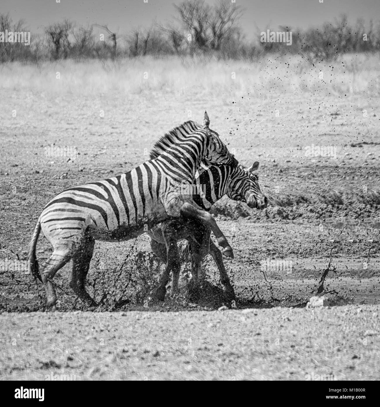 Zebra stallions fighting in the Namibian savanna Stock Photo - Alamy