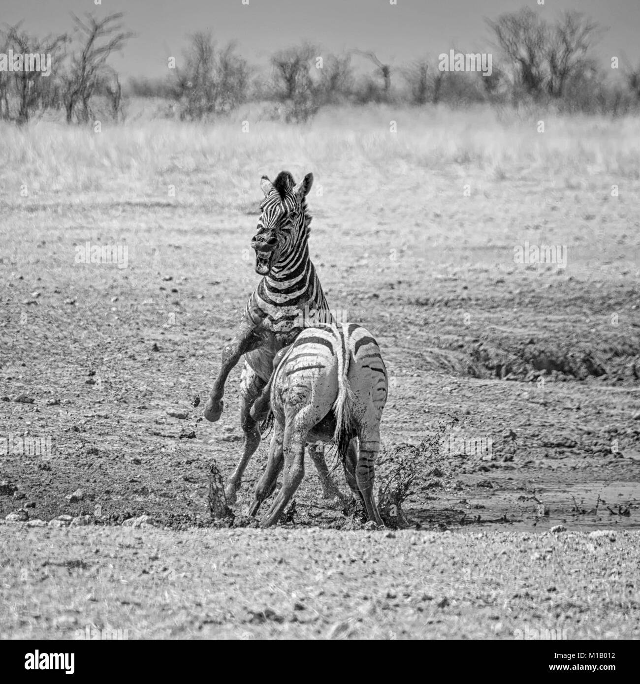 Zebra stallions fighting in the Namibian savanna Stock Photo - Alamy
