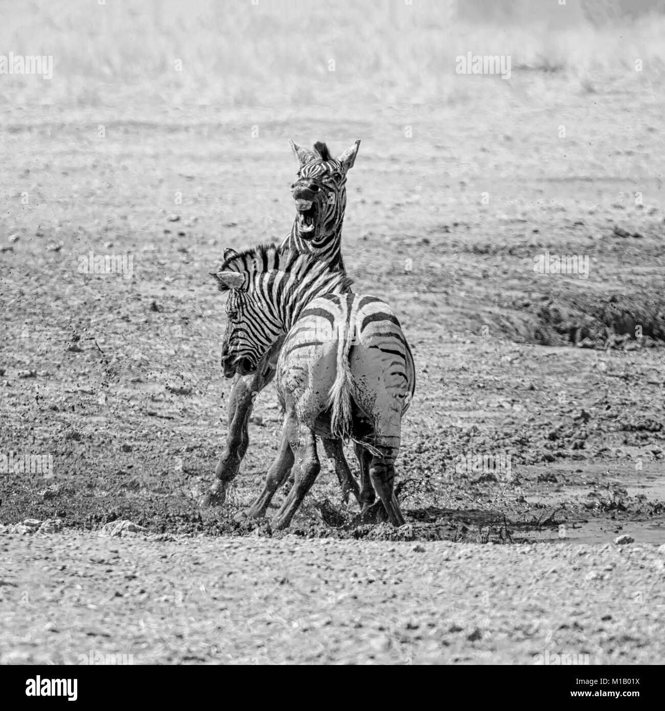 Zebra stallions fighting in the Namibian savanna Stock Photo - Alamy
