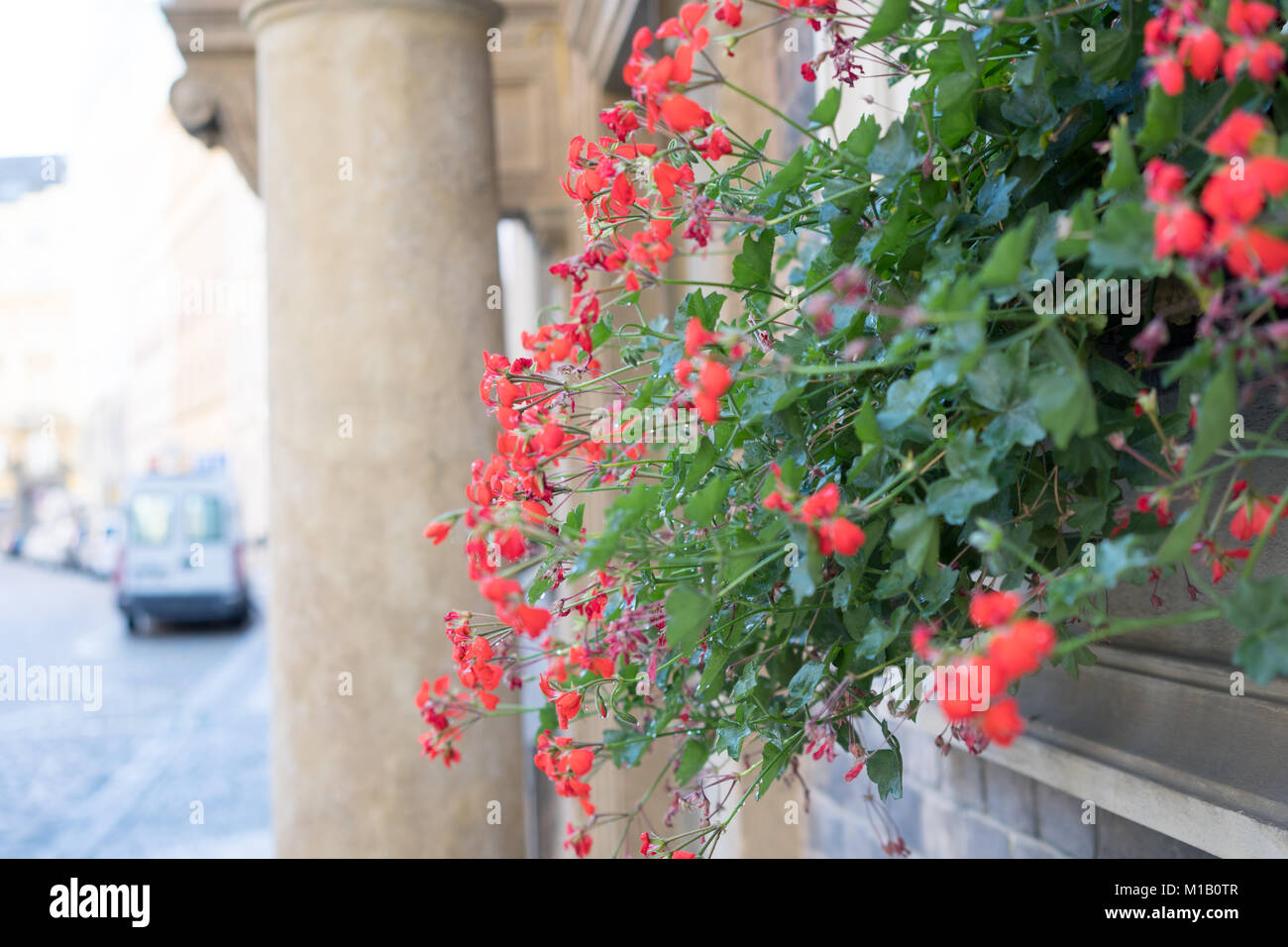 The geranium on the window of the German house Stock Photo - Alamy