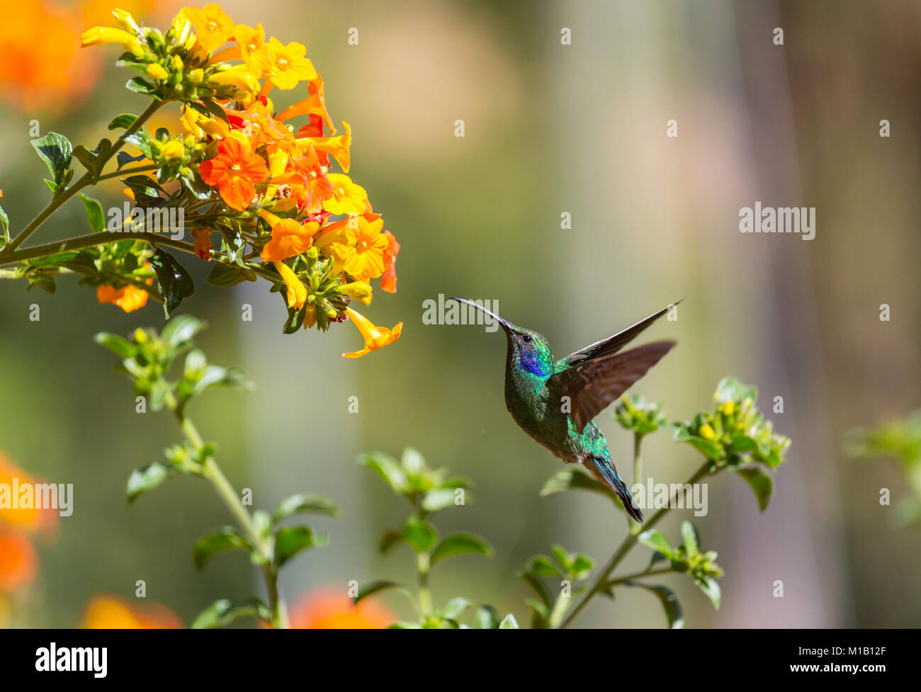 Colorful Hummingbird in Costa Rica, Central America Stock Photo - Alamy