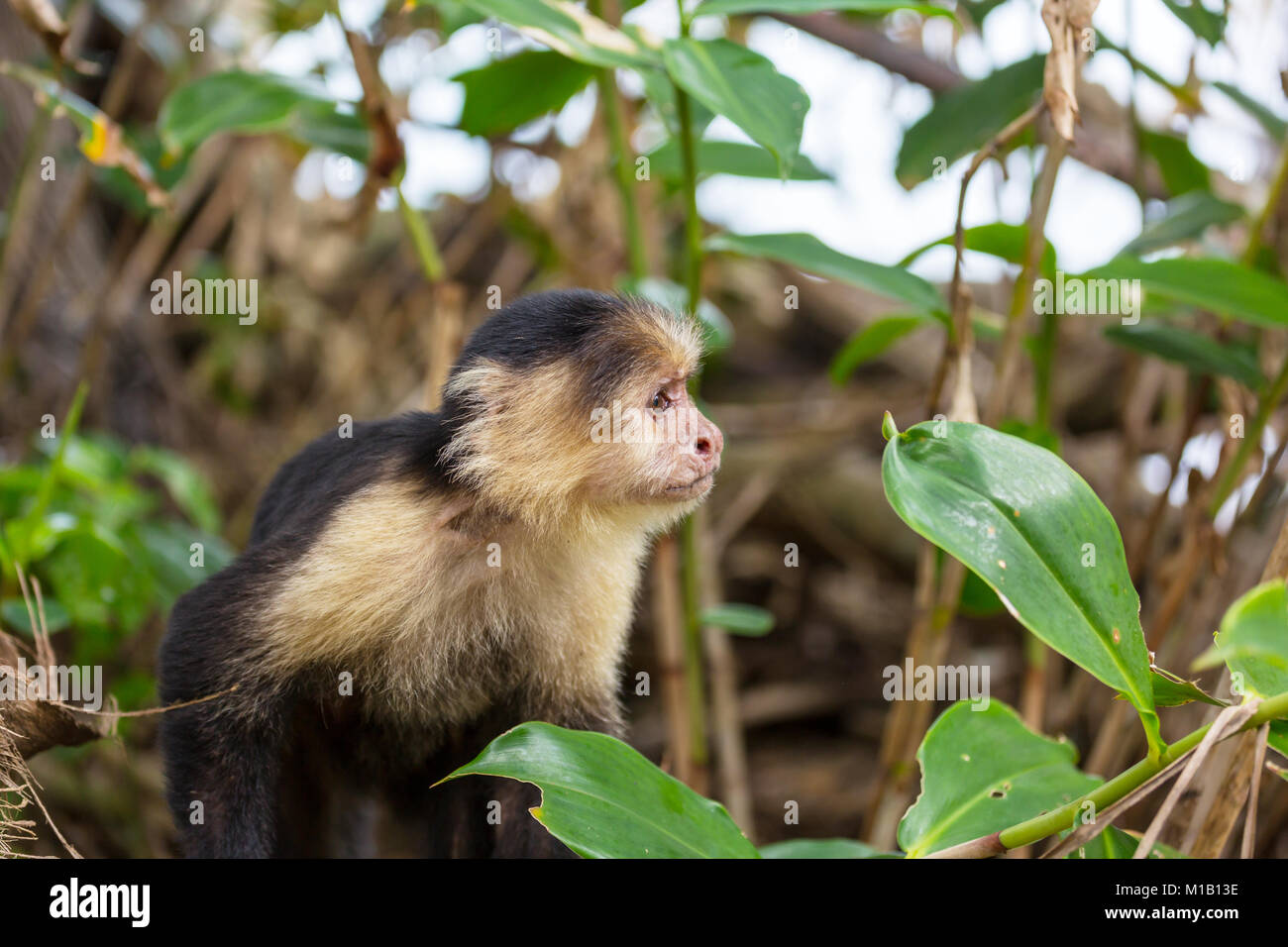 White faced capuchin monkeys forest in Costa Rica, Central America ...