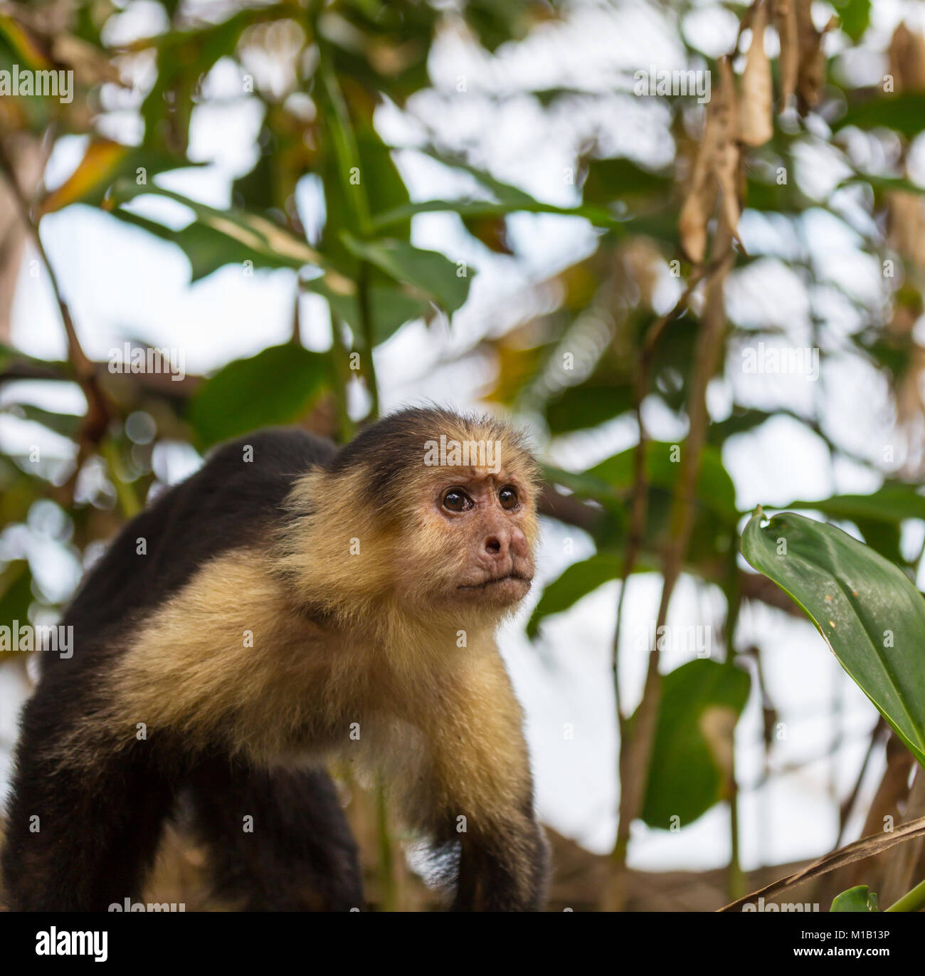 White faced capuchin monkeys forest in Costa Rica, Central America ...