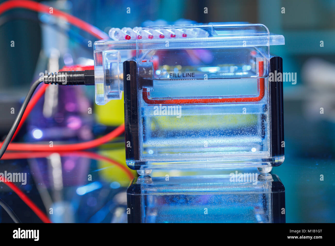 loading amplified DNA samples to agarose gel with multichannel pipette ...