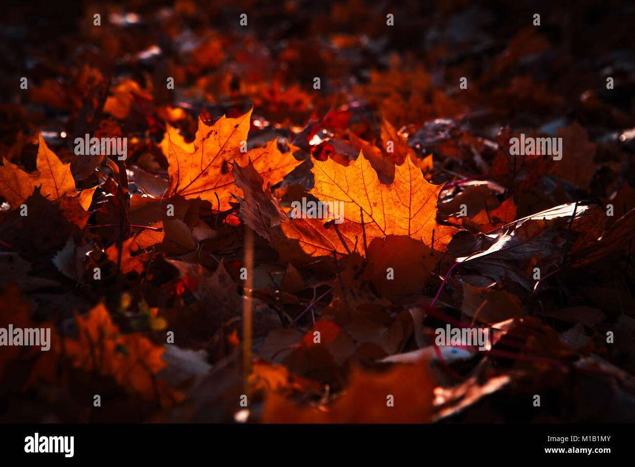 autumn leaves are large in the forest Stock Photo - Alamy