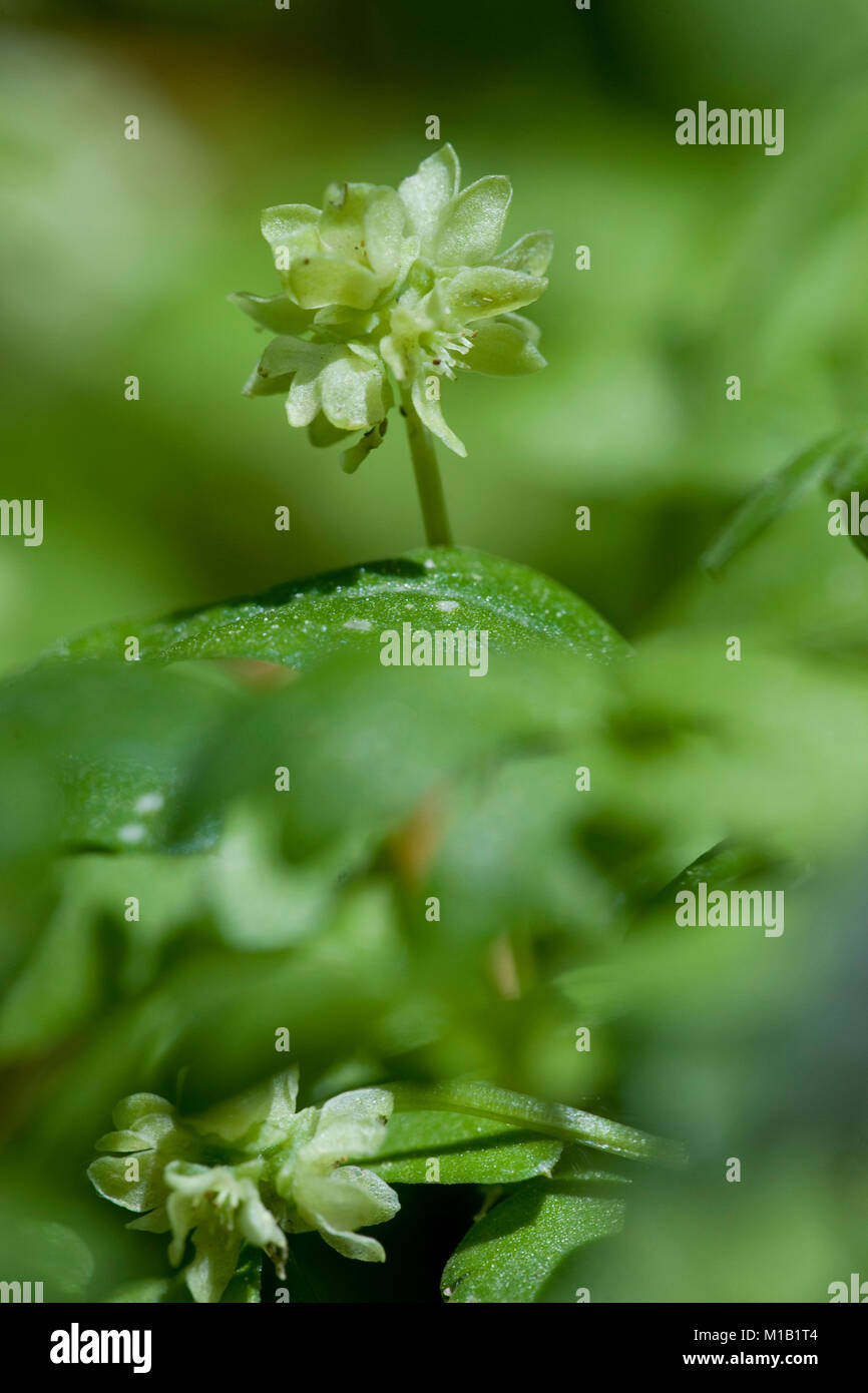 Adoxa moschatellina,Moschuskraut,Townhall clock,Muskroot Stock Photo ...