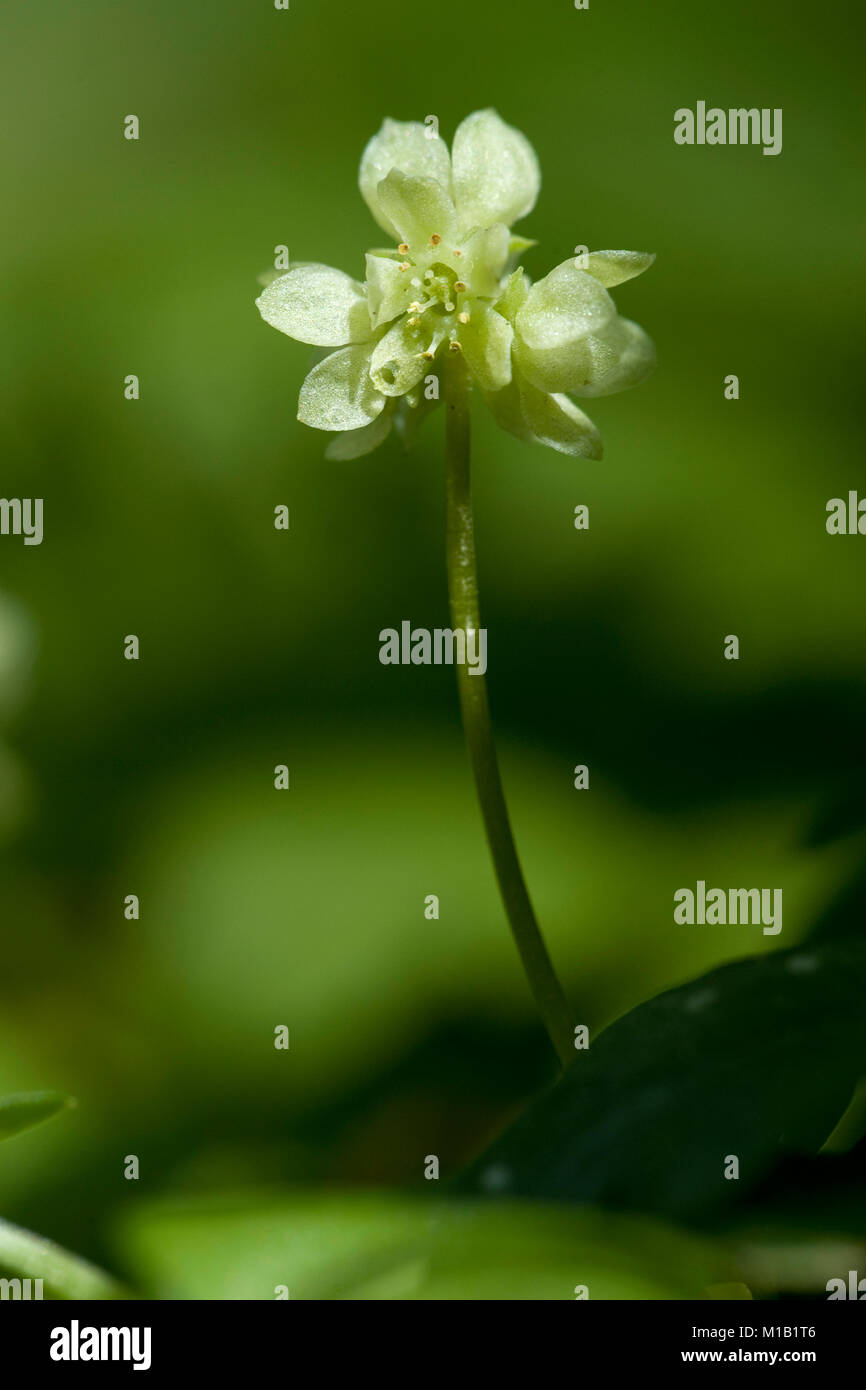 Adoxa moschatellina,Moschuskraut,Townhall clock,Muskroot Stock Photo ...