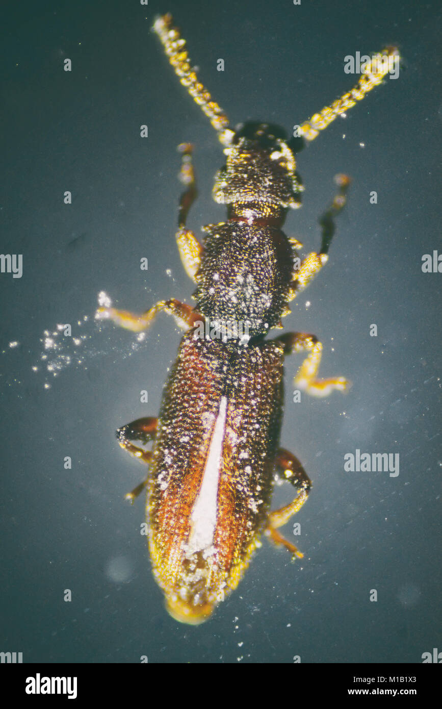 Sawtoothed grain beetle. The Microscopic World Stock Photo - Alamy