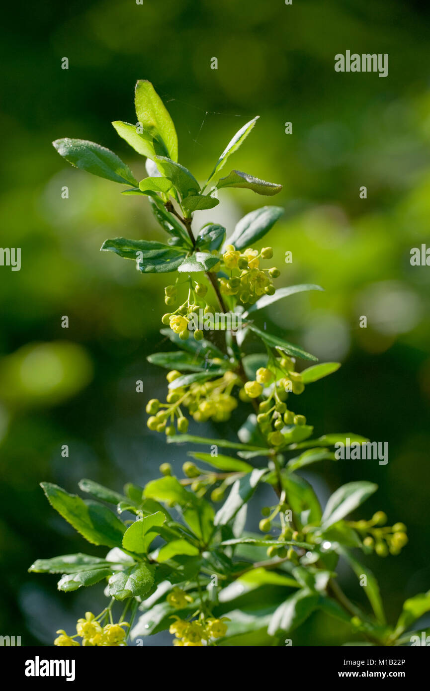 Berberis vulgaris,Gewoehnliche Berberitze,Barberry Stock Photo - Alamy