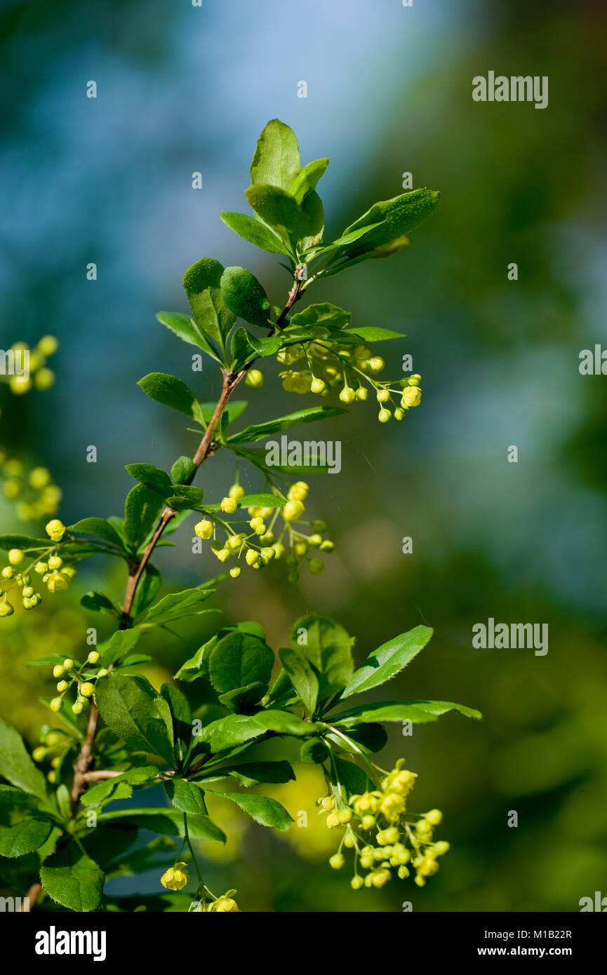 Berberis vulgaris,Gewoehnliche Berberitze,Barberry Stock Photo - Alamy