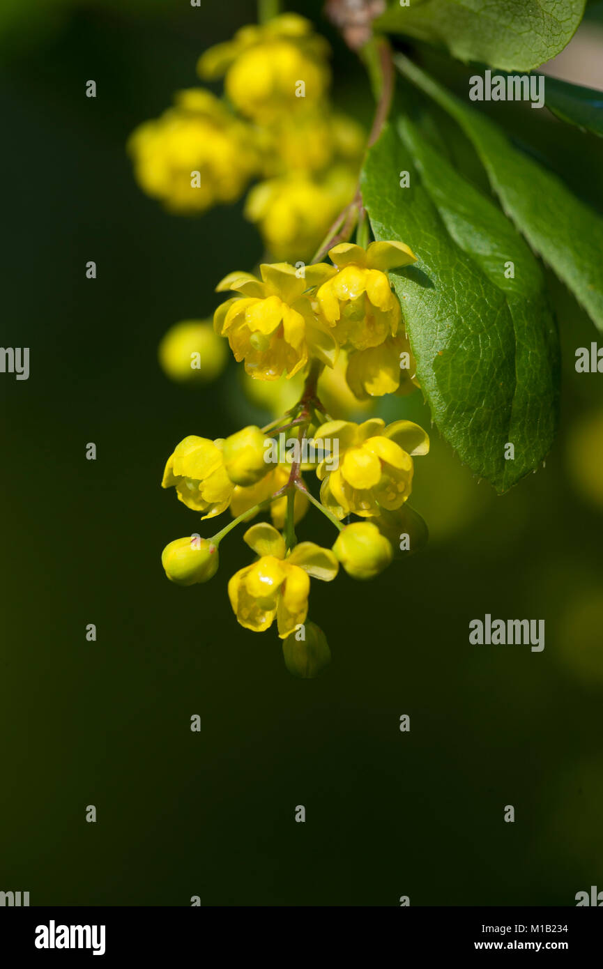 Berberis vulgaris,Gewoehnliche Berberitze,Barberry Stock Photo - Alamy