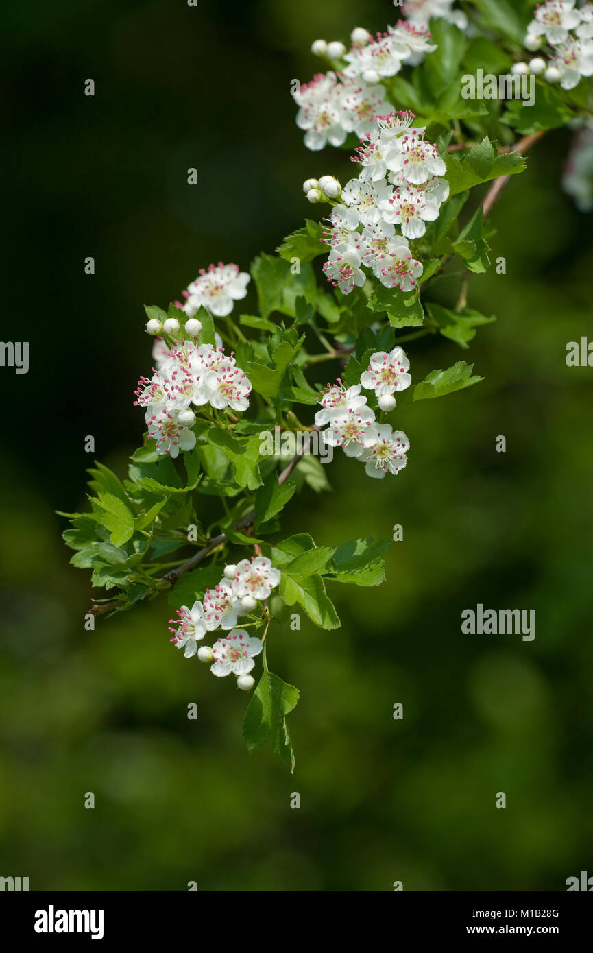 Calycine hi-res stock photography and images - Alamy