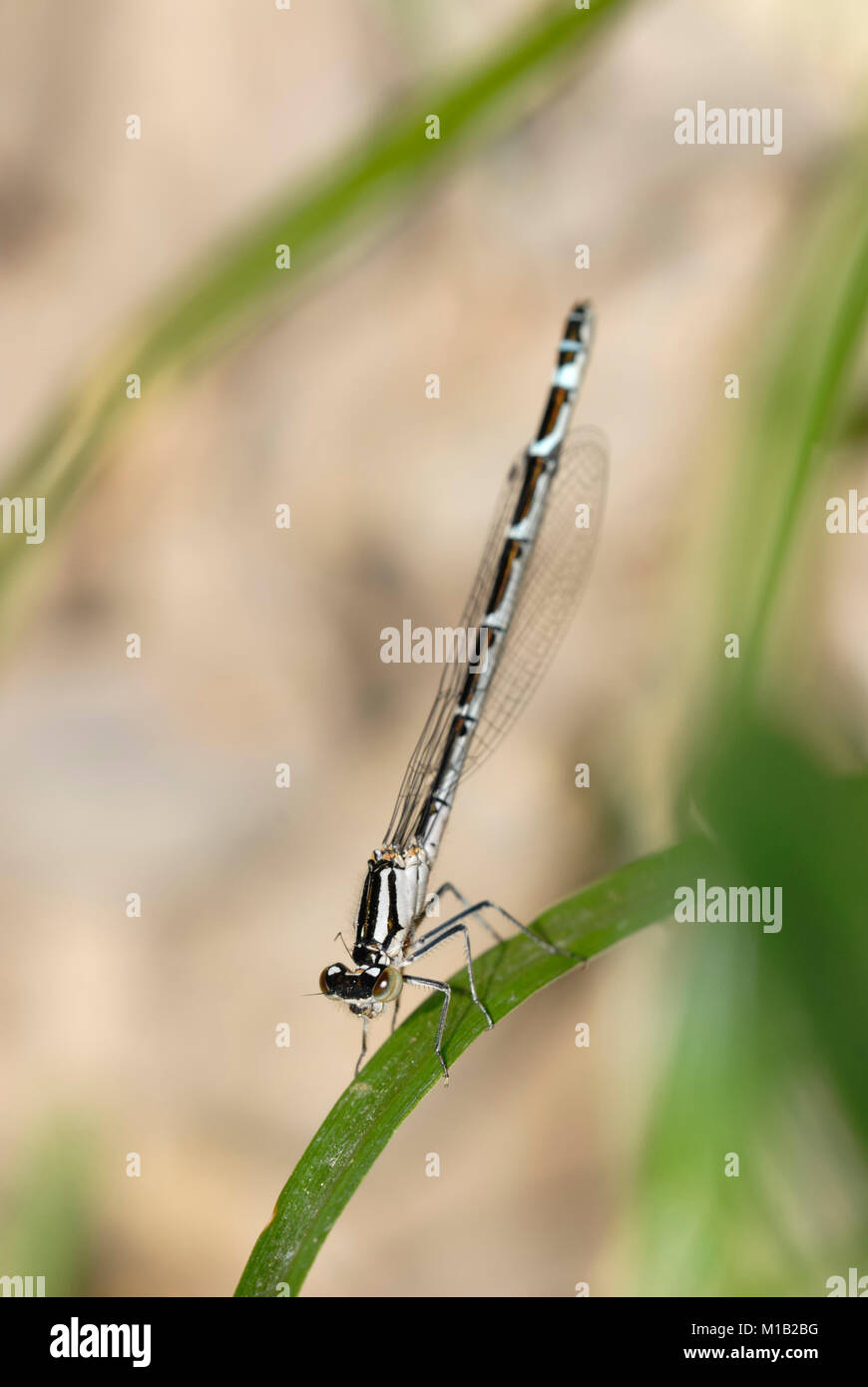 Enellagma cyathigerum, Common blue damselfly female, Wales, UK Stock ...