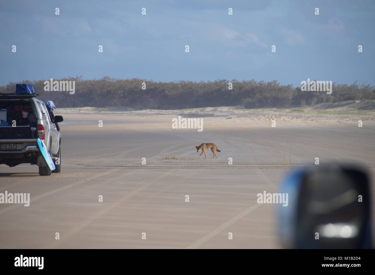 Dingo on Beach of Fraser Island Stock Photo - Alamy