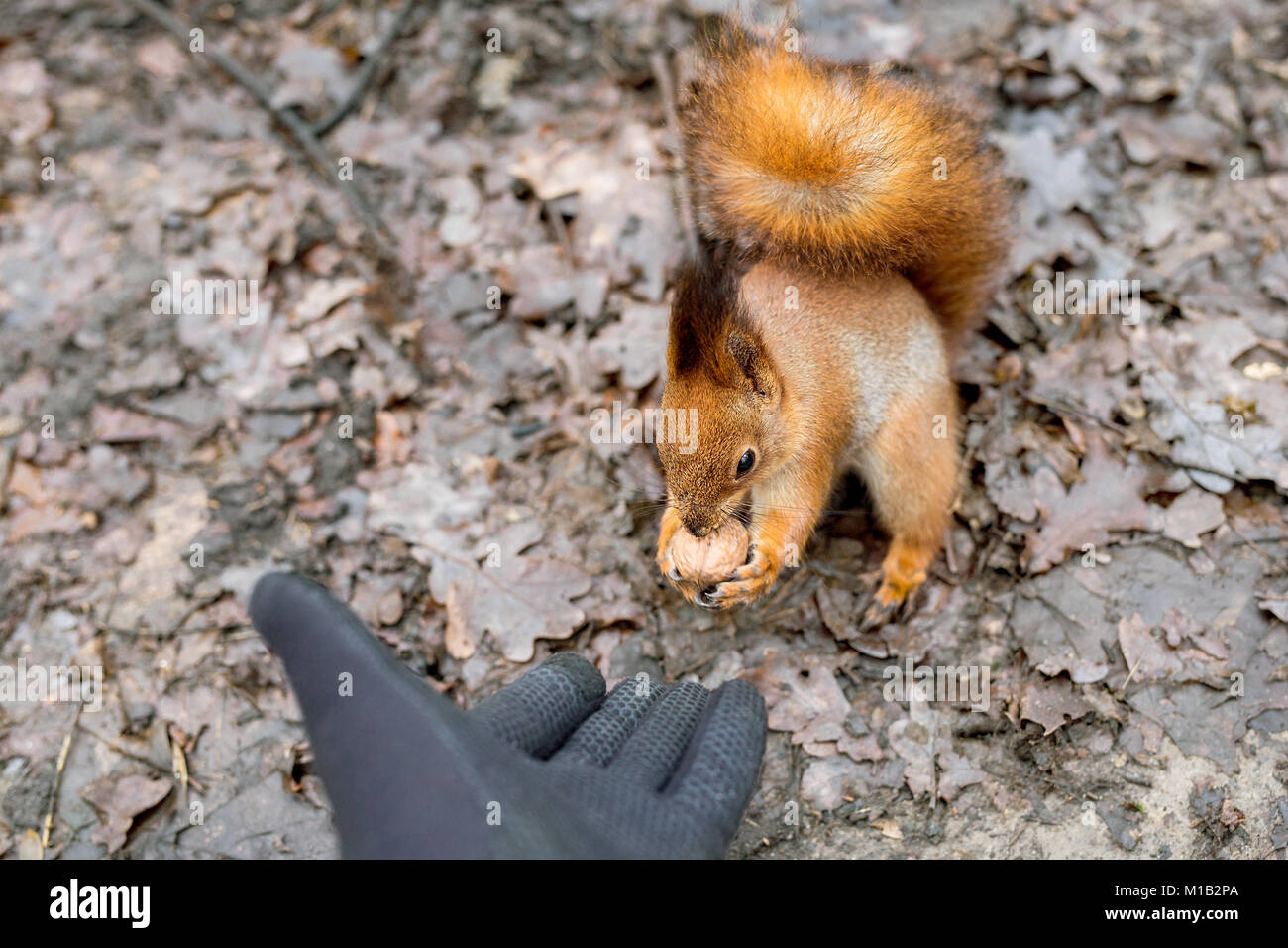 Close up of adults hand feeding squirrel in forest Stock Photo - Alamy