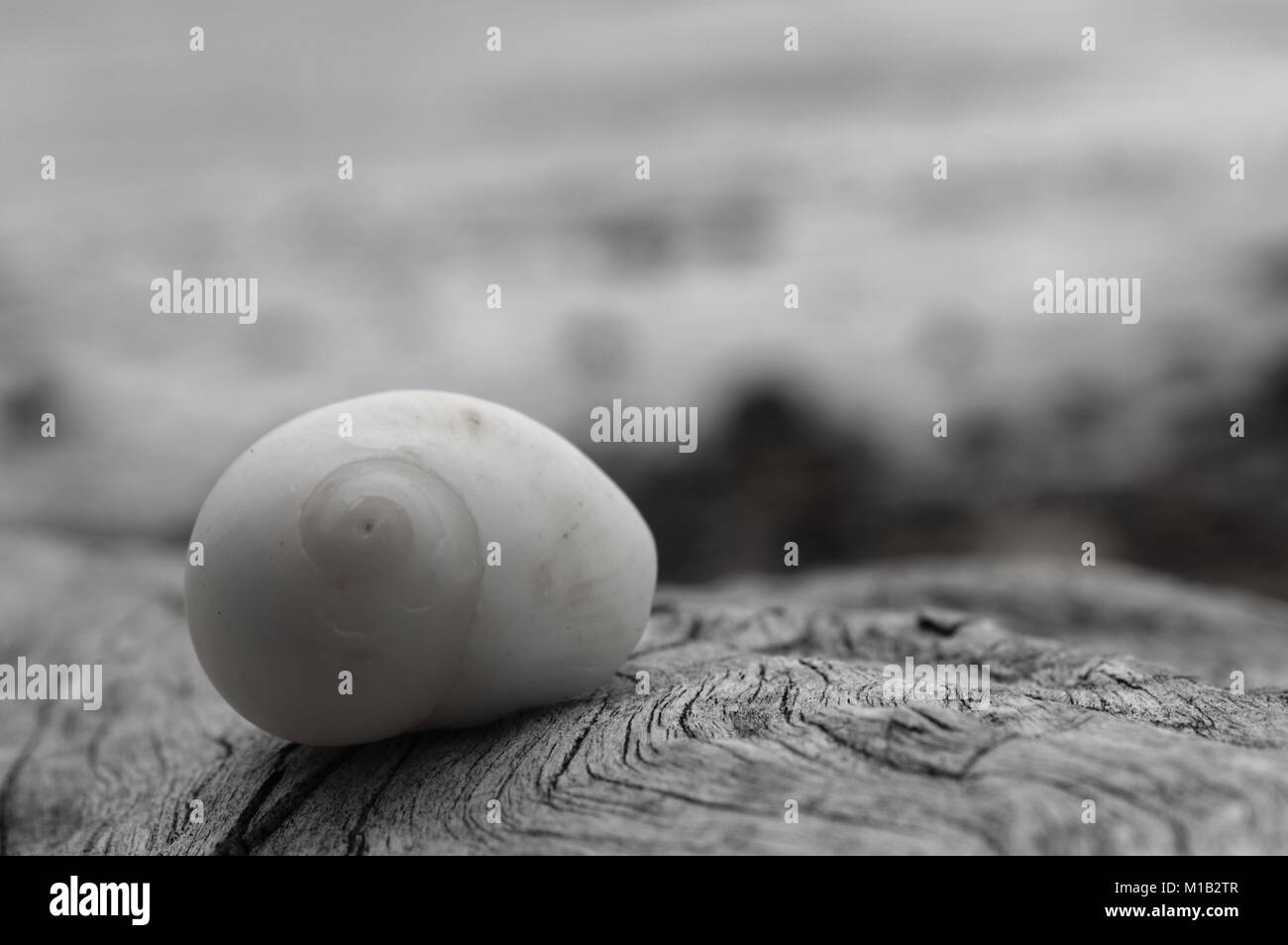 Shell on a old tree trunk Stock Photo - Alamy