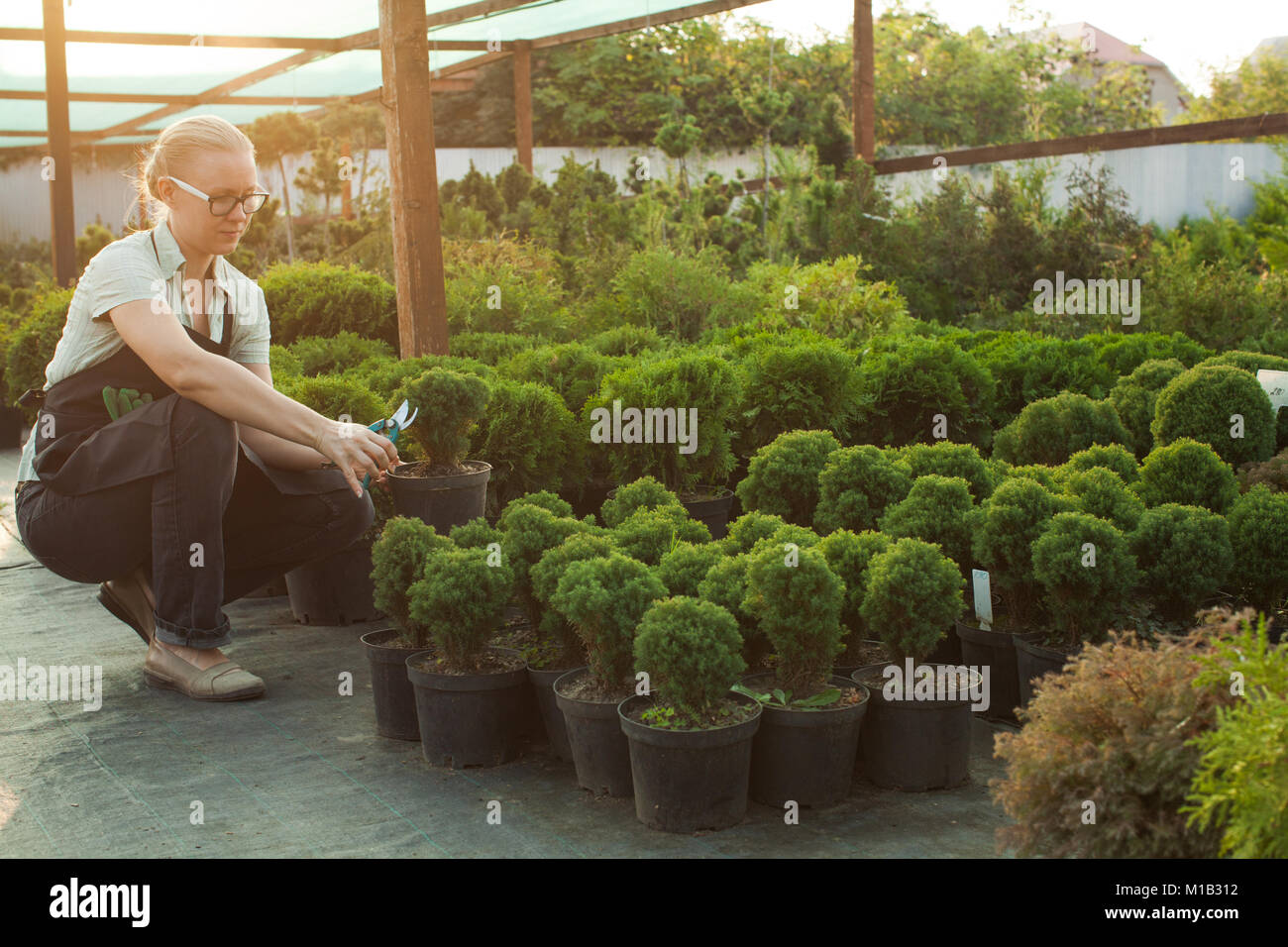 Cutting seedlings in pot hi-res stock photography and images - Alamy
